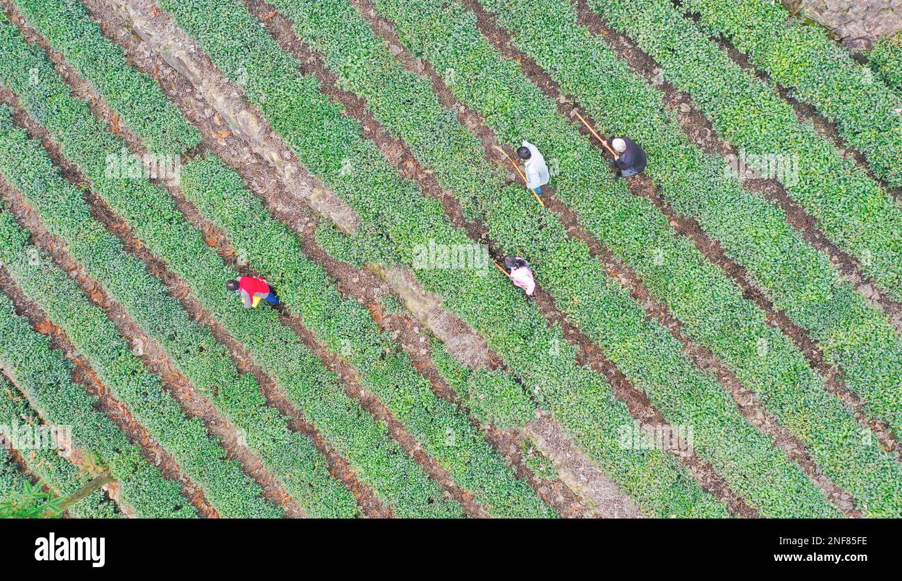 HUZHOU, CHINA - FEBRUARY 17, 2023 - Tea farmers take care of Guangming ...
