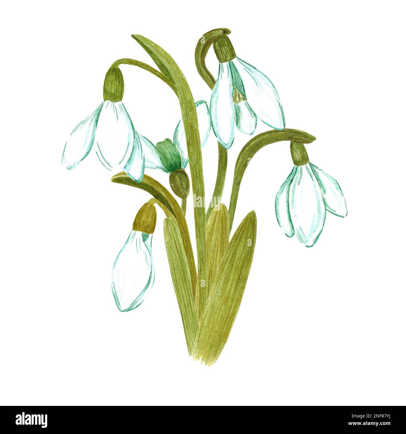 Hand drawn watercolor snowdrop flowers and leaves composition on white ...