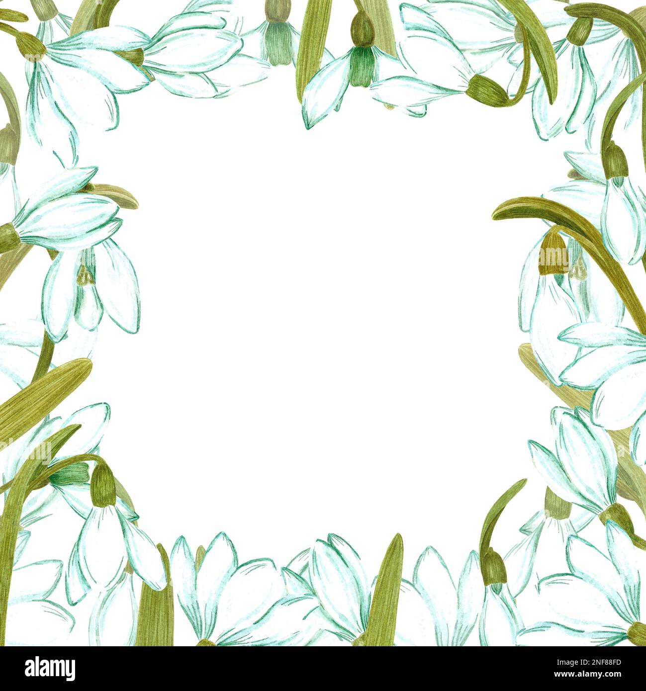 Hand drawn watercolor snowdrop flowers and leaves frame boarder on ...
