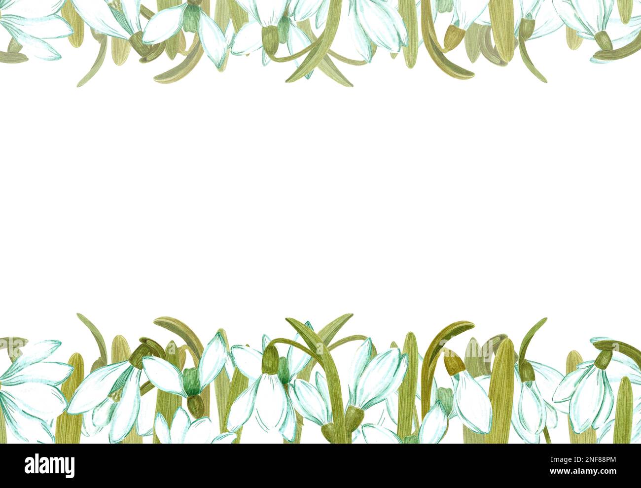 Hand drawn watercolor snowdrop flowers and leaves frame boarder on ...