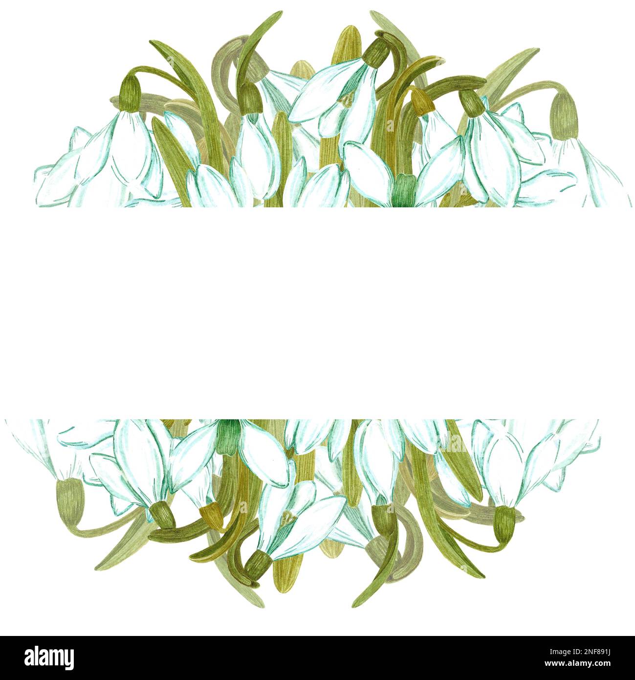 Hand drawn watercolor snowdrop flowers and leaves frame boarder on ...