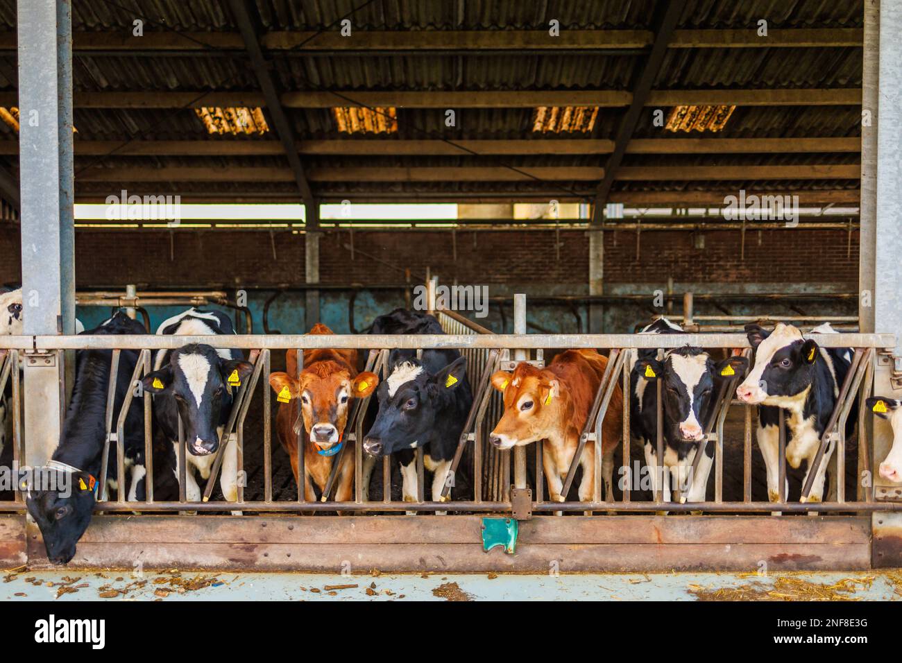 The multiple cows in a stable at a farm in the Netherlands Stock Photo ...
