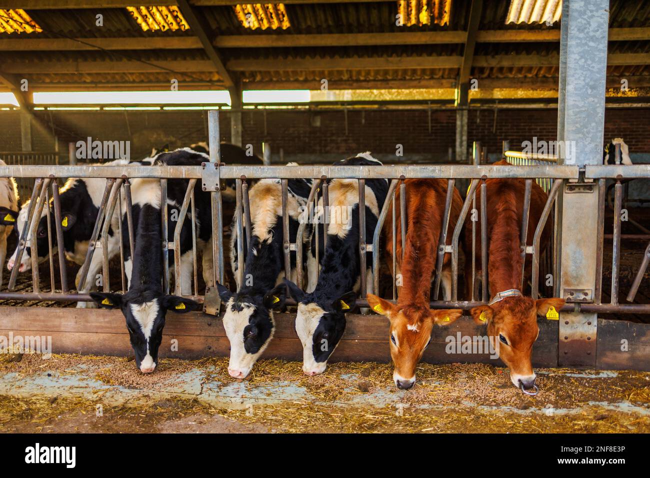 The multiple cows in a stable at a farm in the Netherlands Stock Photo ...