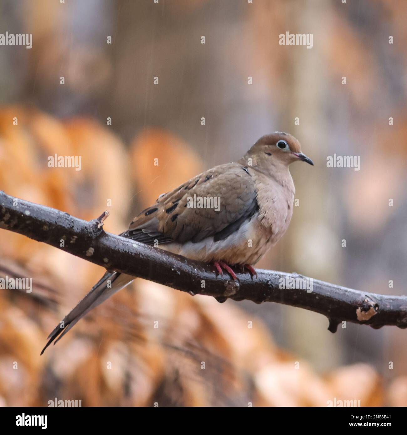 Mourning dove on a limb hi-res stock photography and images - Alamy