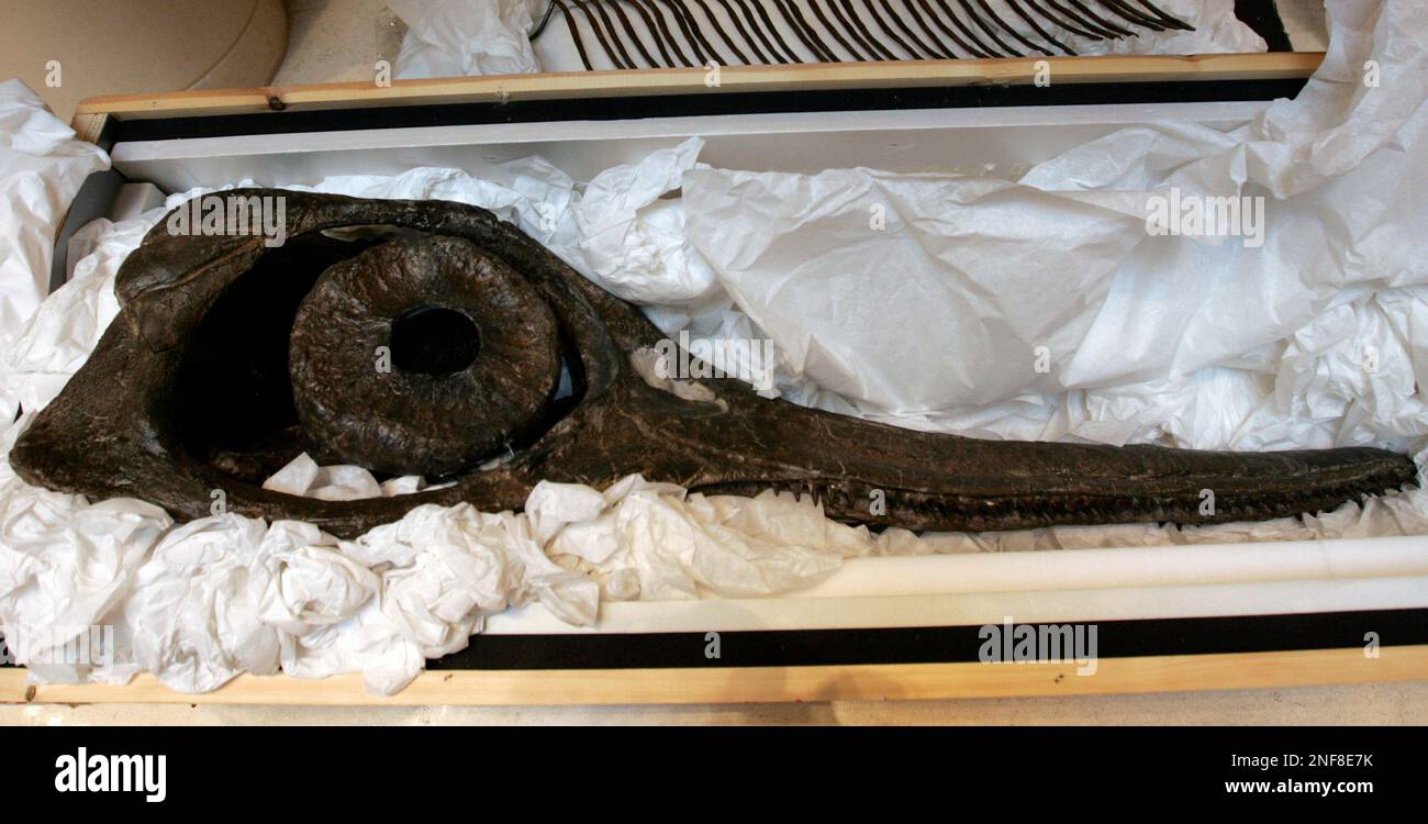 The head of an Ophtalmosaurus is seen at Christie's Paris, Thursday Feb ...