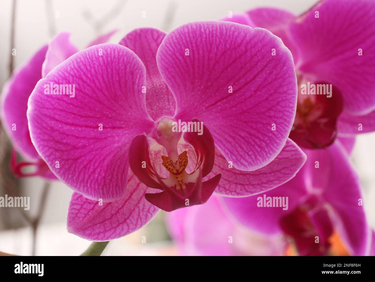 Orchids are shown at Katrina Parris Flowers in New York Friday, Feb. 6 ...