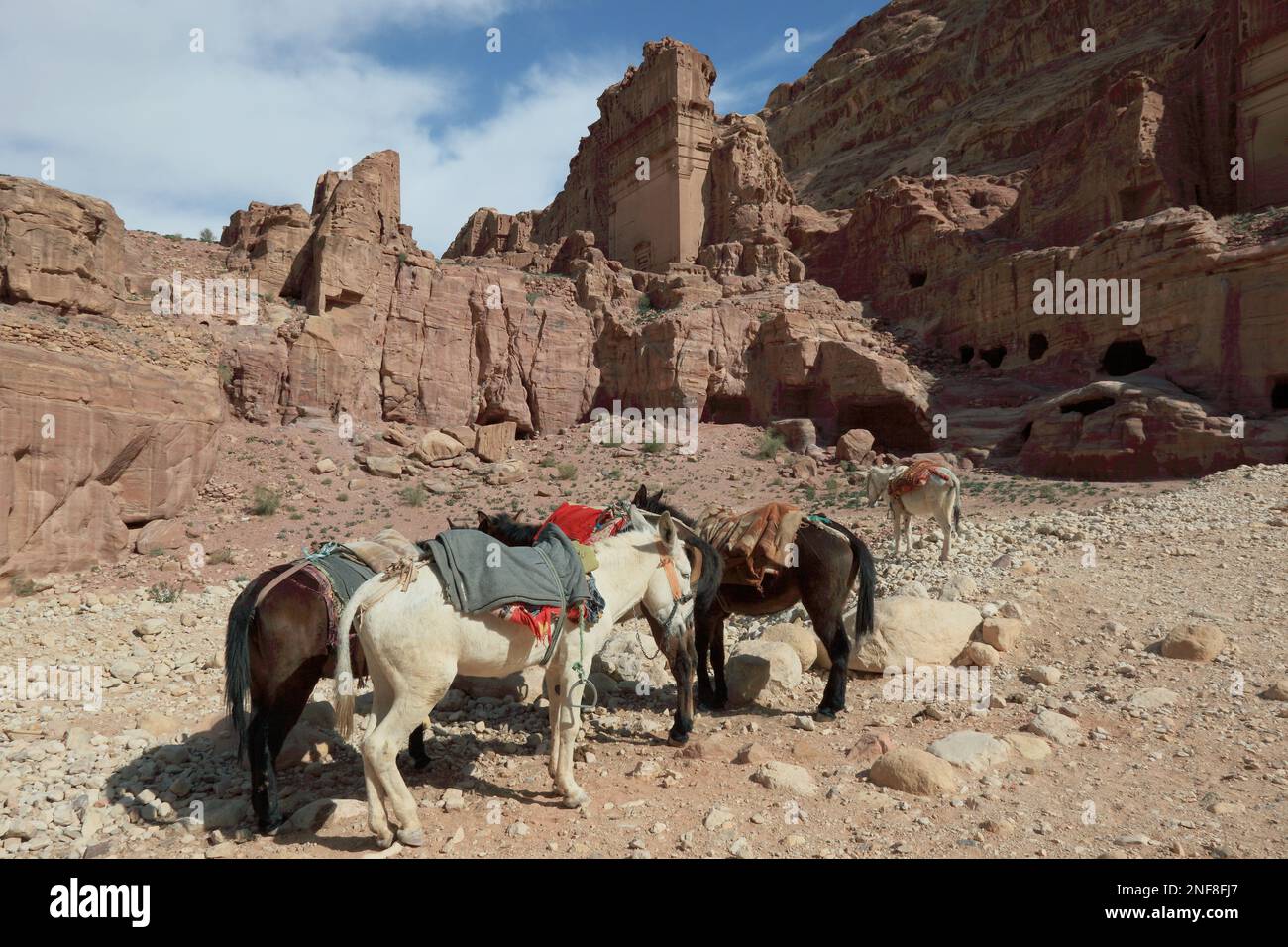 Maultier, verlassene Felsenstadt Petra, al-Batra, Hauptstadt des ...