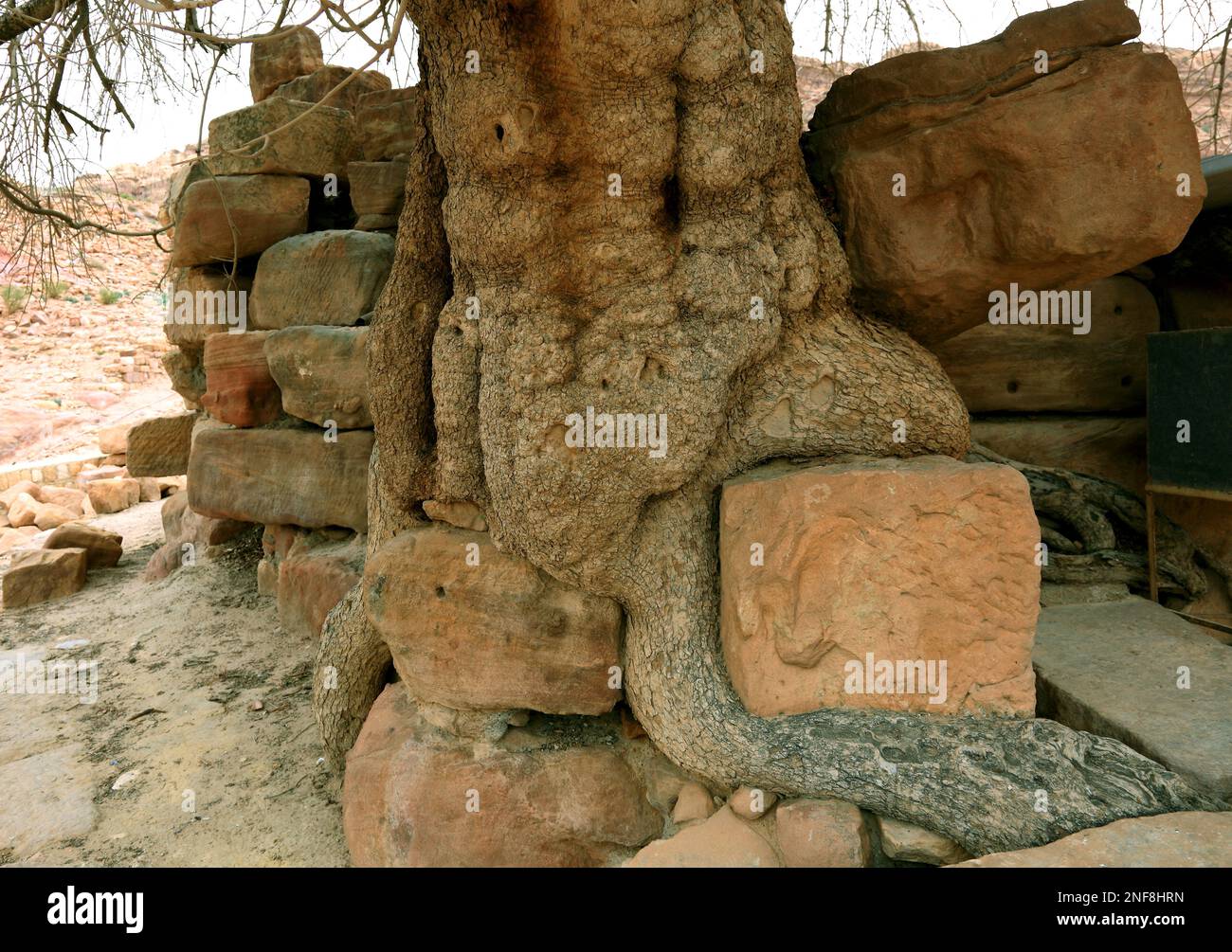 Uralter Baum am Nymphäum, verlassene Stadt Petra, al-Batra, Hauptstadt ...