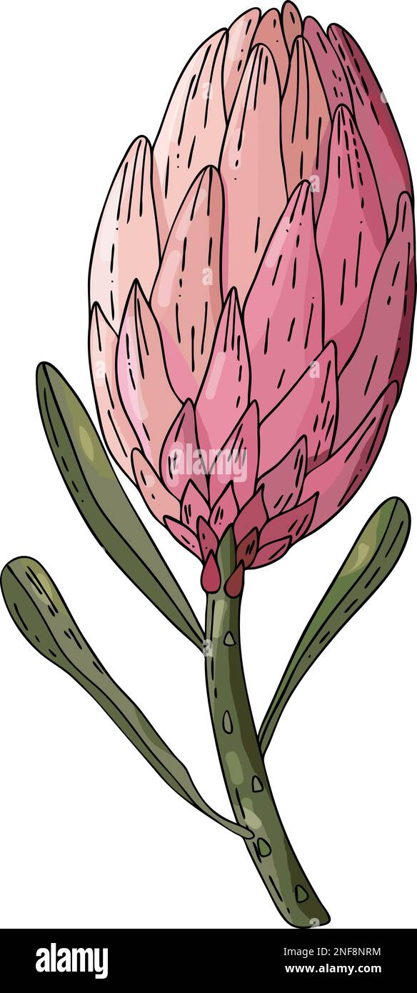 Realistic hand drawn vector illustration of unopened prothea flower bud ...