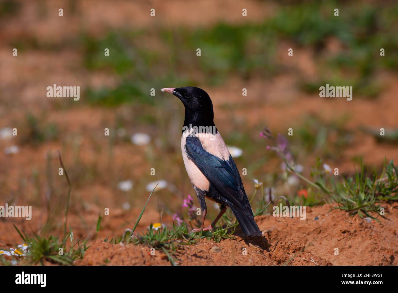 bird on the grass, Rosy Starling, Pastor roseus Stock Photo - Alamy