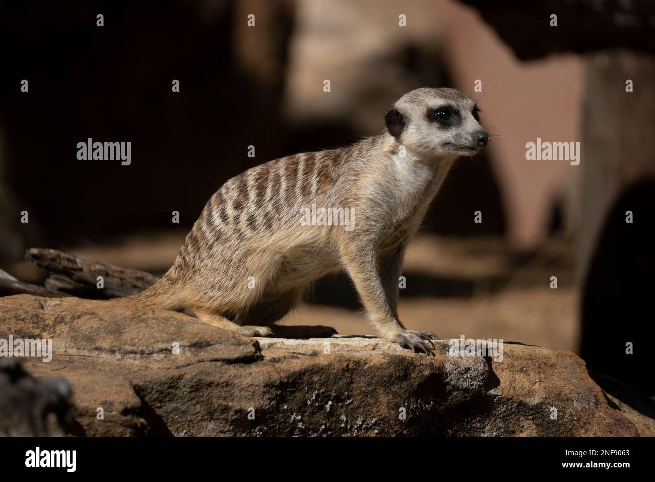 Watch the surroundings hi-res stock photography and images - Alamy