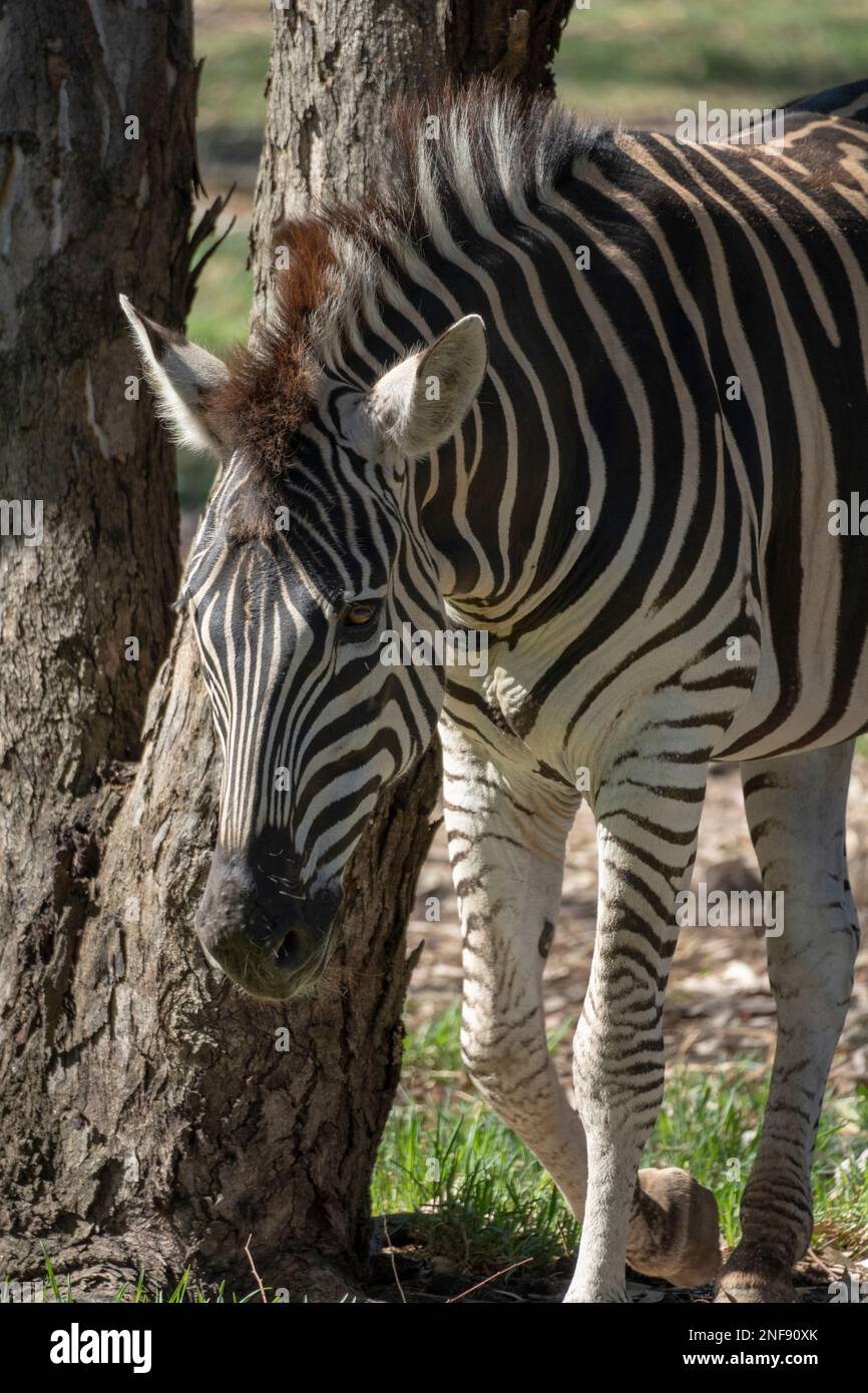 Zebra stripes hi-res stock photography and images - Alamy