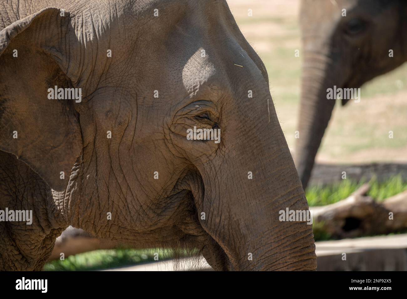 Asian elephant (Elephas maximus) close-up in north-eastern Australia ...