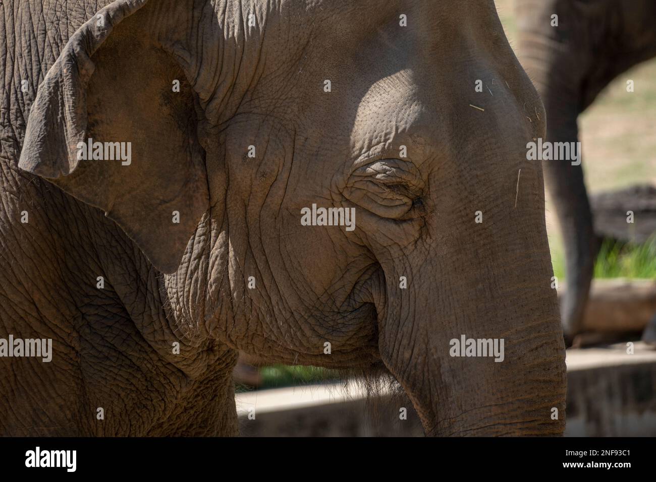 Australia elephant safari park hi-res stock photography and images - Alamy
