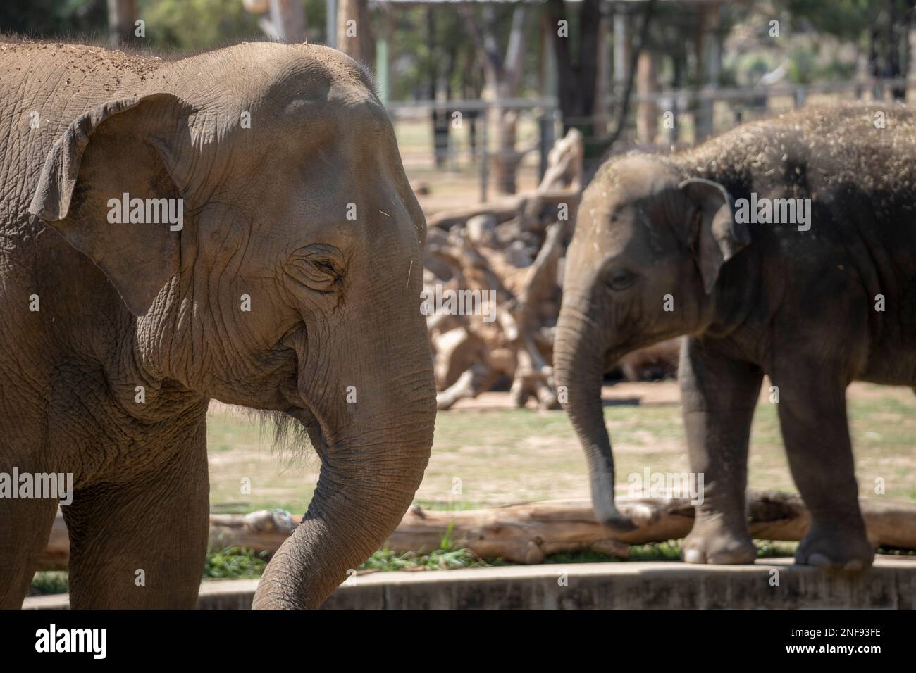 Asian elephant (Elephas maximus) close-up in north-eastern Australia ...
