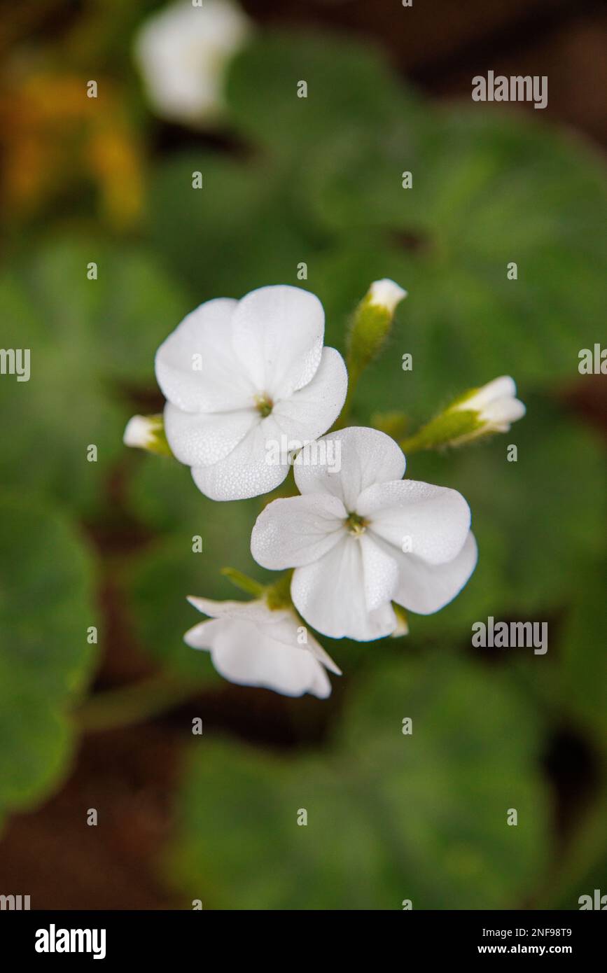 Beautiful displays of flowers hi-res stock photography and images - Alamy