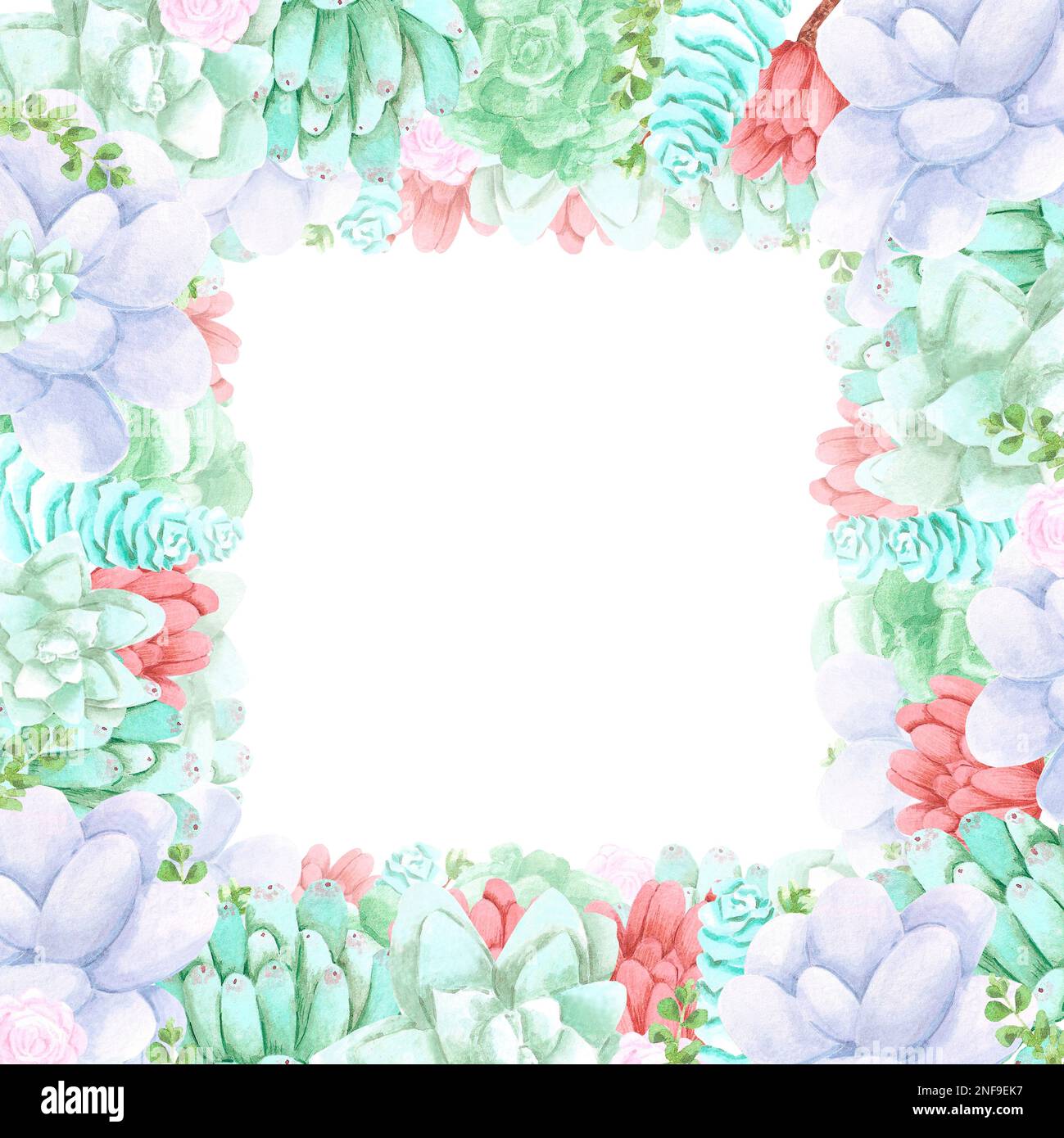 Succulent plants frame boarder on white Background. Hand drawn ...