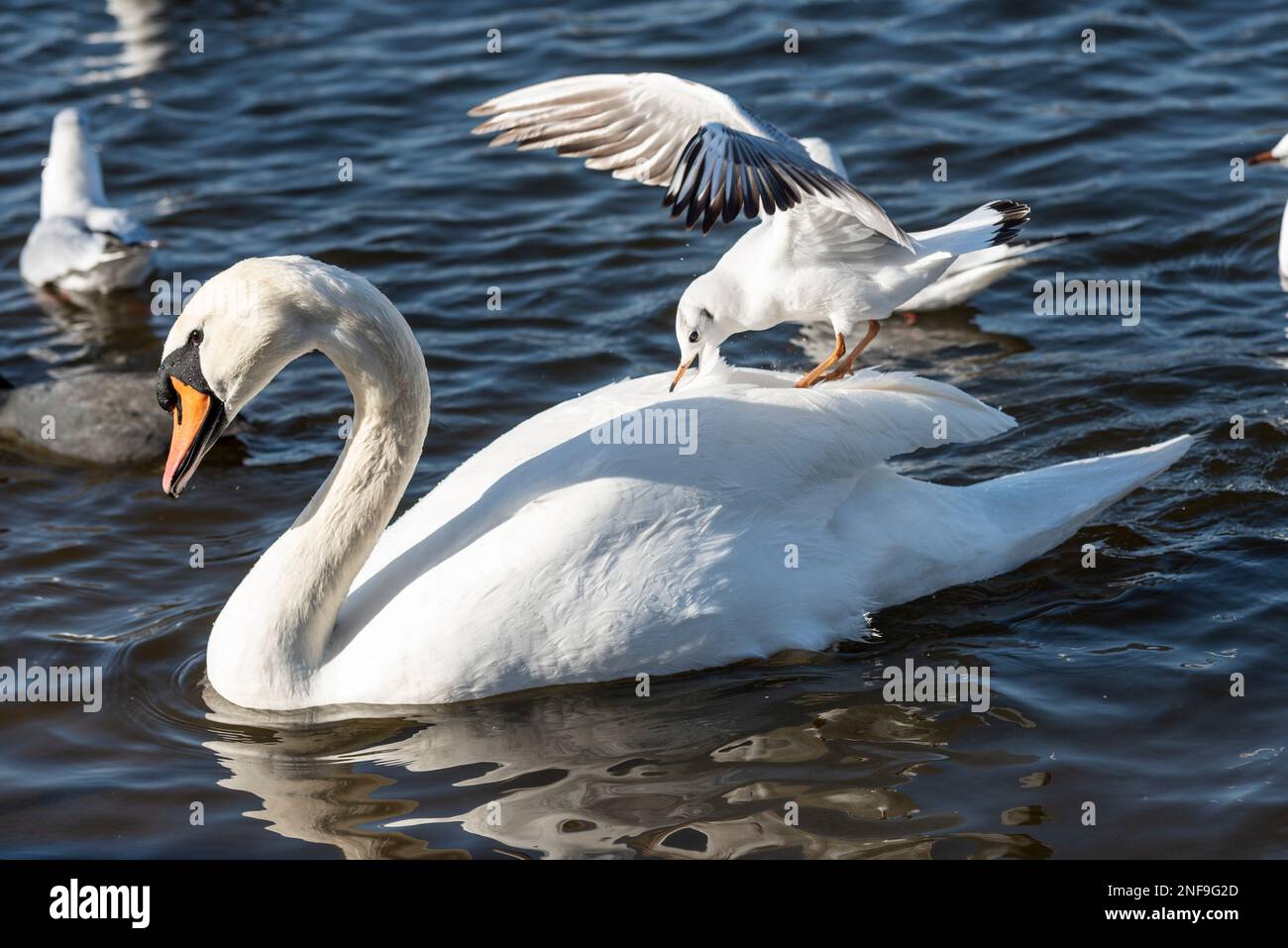 A gull landing and riding on the back of a white swan in a lake ...