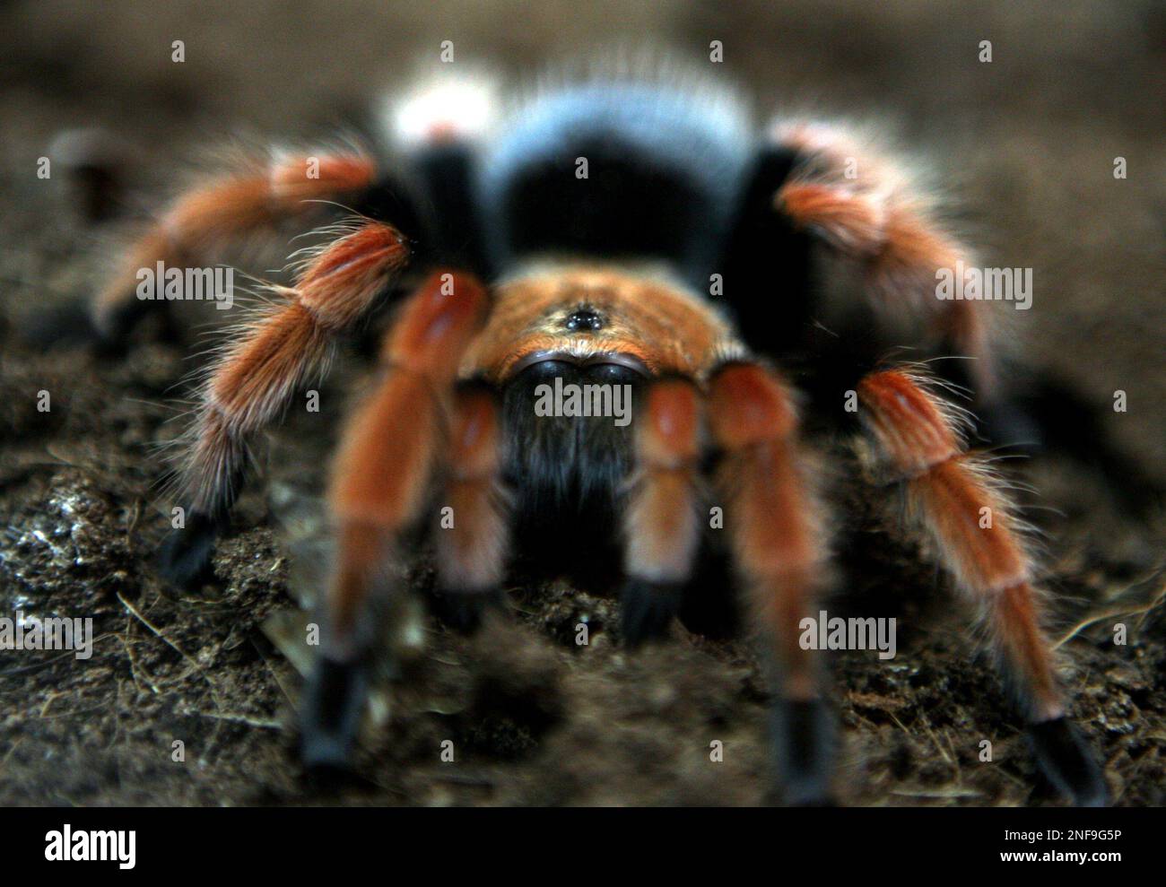 A tarantula spider is observes during a live spiders exhibition in the ...