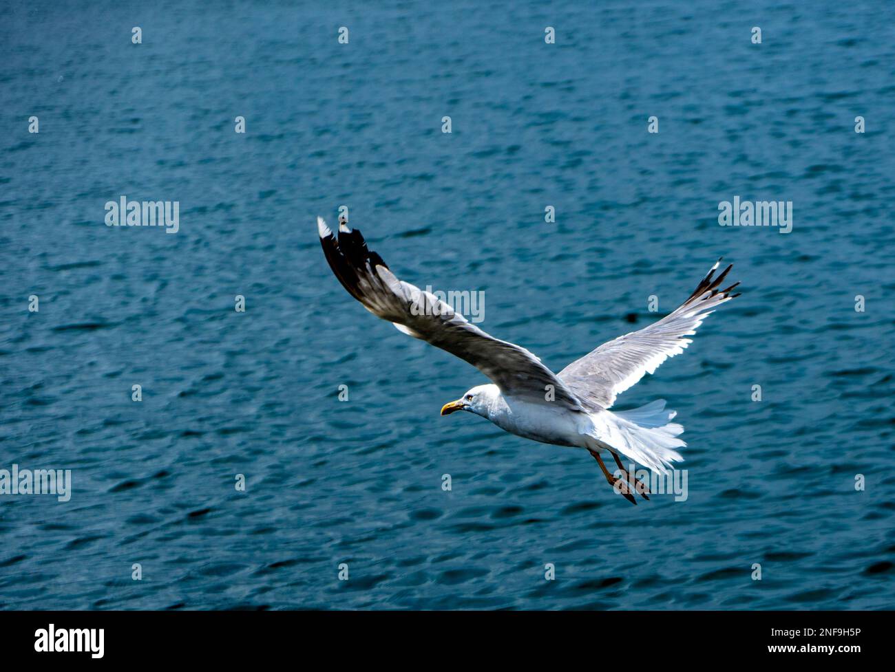 Seagull flying with wings outstretched near and low to the sea in the ...