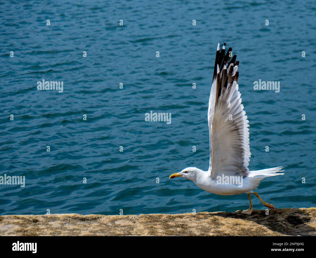 Seagull about to fly and with outstretched wings on the edge of the ...