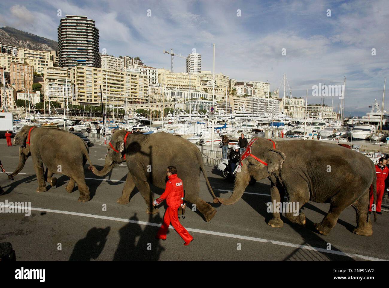 Elephants of the Elvis troup parade at the harbour of Monaco, alongside ...