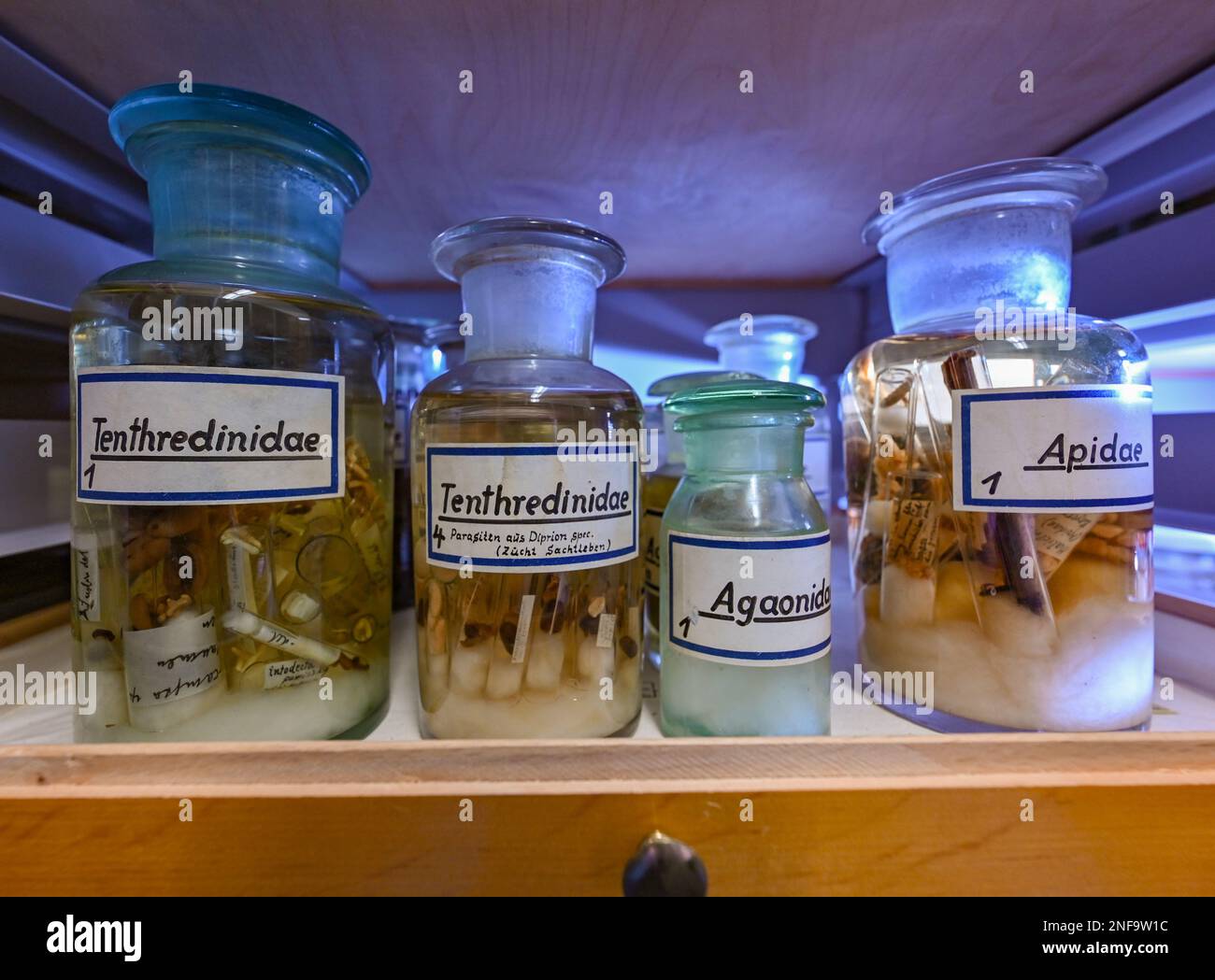 16 February 2023, Brandenburg, Müncheberg: Jars with insects preserved ...