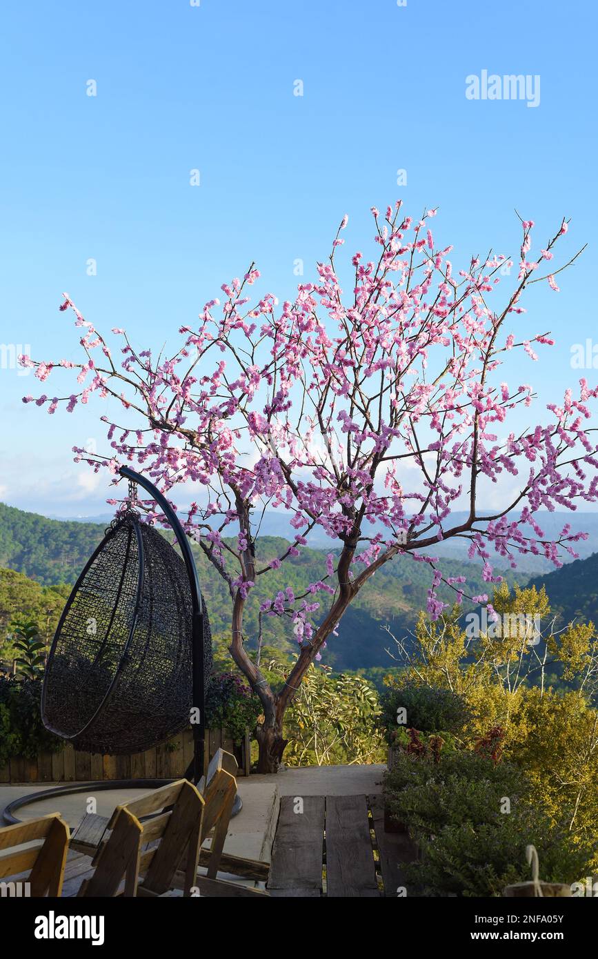 Growing sakura tree growing in Vietnam against the blue sky Stock Photo ...