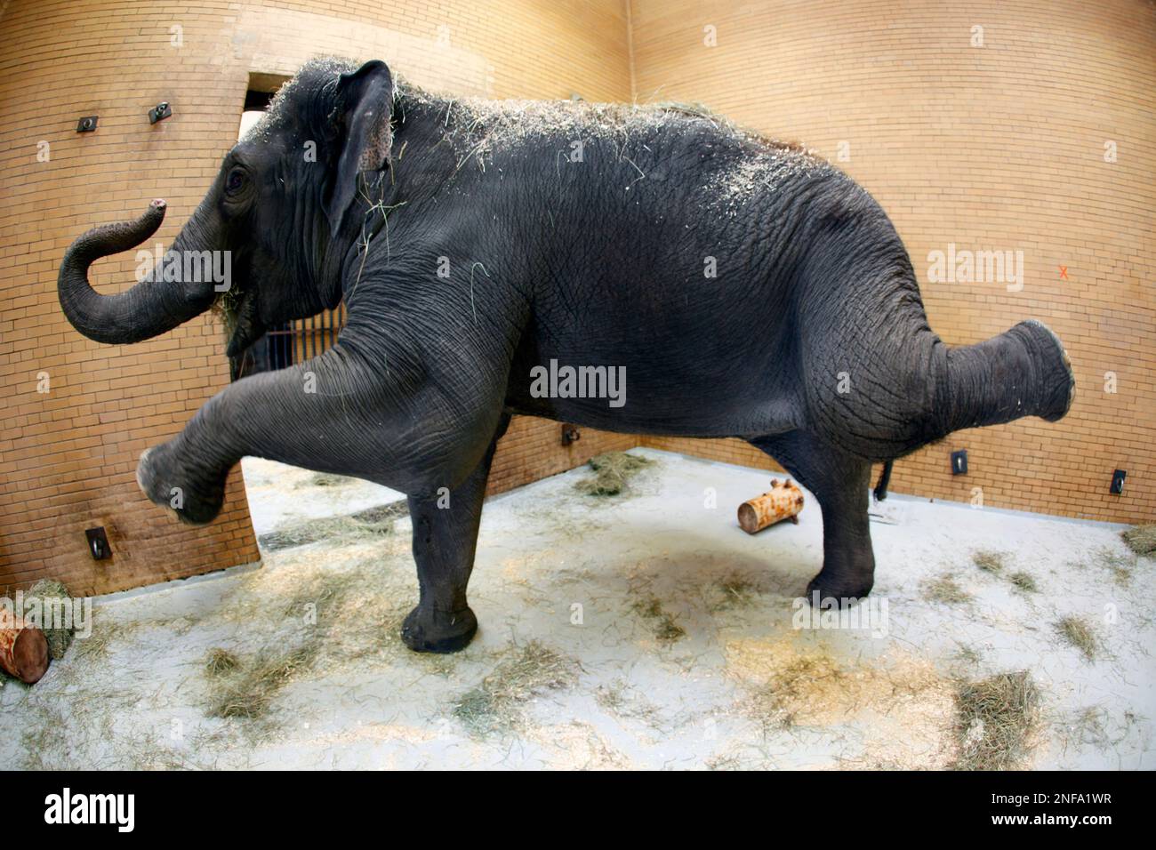 An elephant does a trick for elephant manager Kelly Schroer, not shown ...