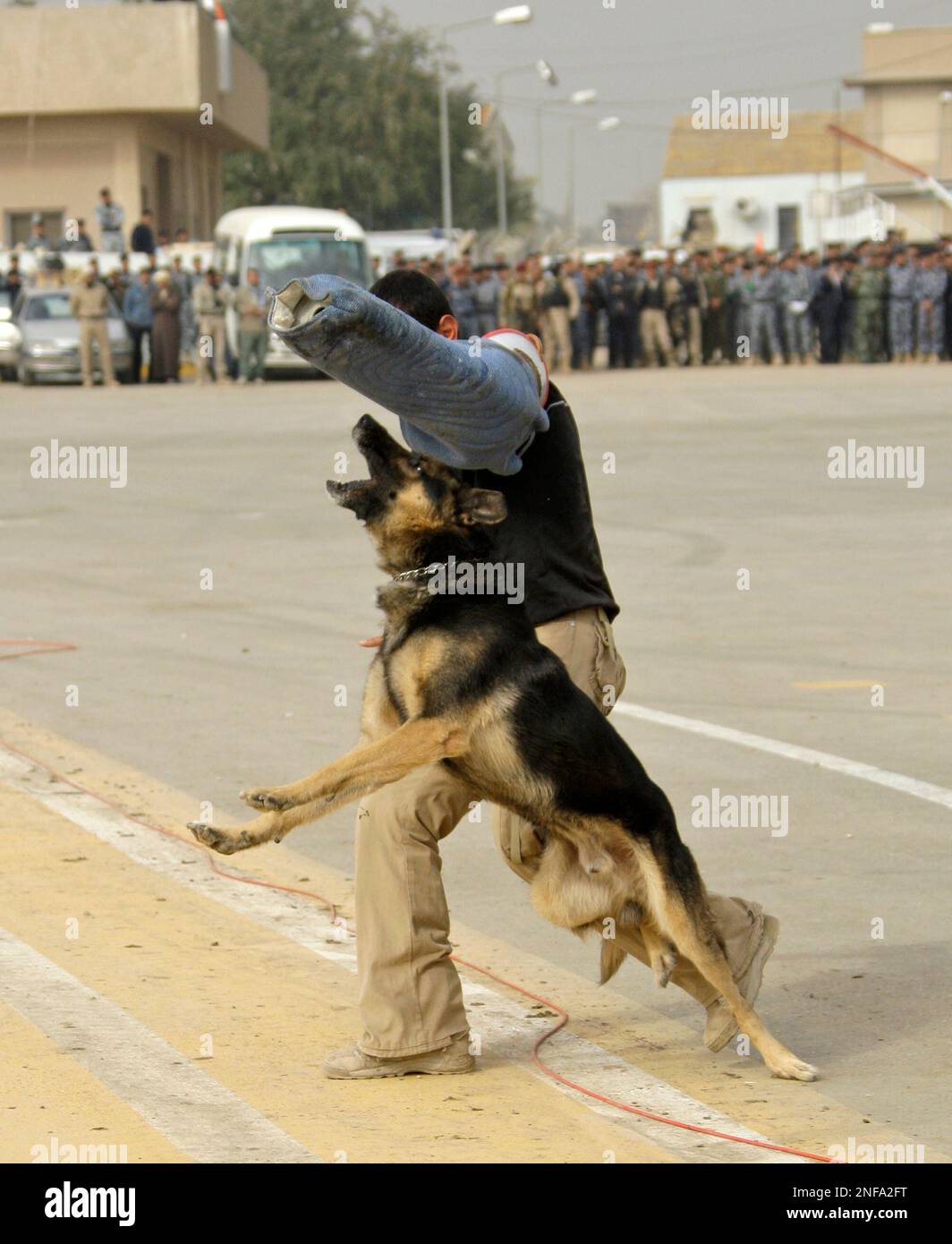 Iraqi national police dog handler and his dog demonstrate their skills ...
