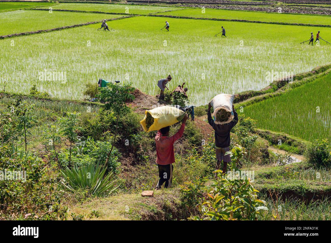 Ranomafana, Madagascar - November 1. 2022: Malagasy farmers, working on ...