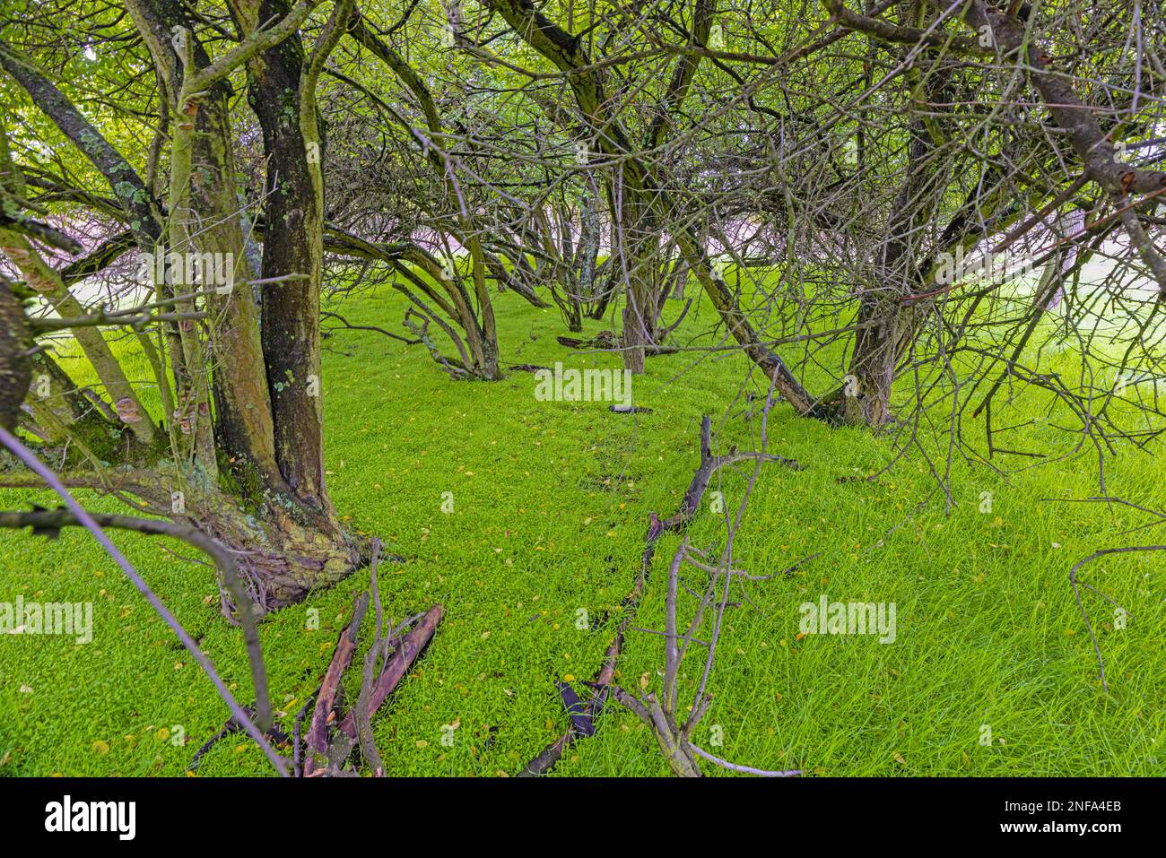 Image of dense forest with bright green overgrown ground during daytime ...