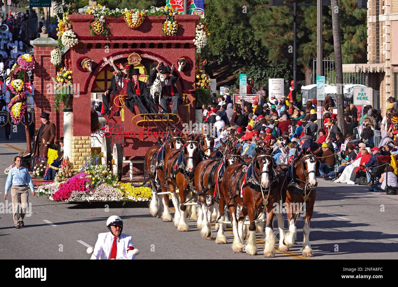 Budweiser Clydesdales participate in the Tournament of Roses Parade on ...