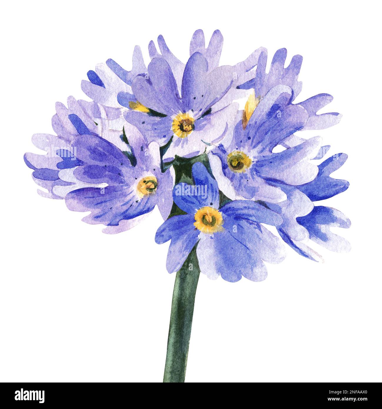 Lilac flowers on a tall stem. watercolor illustration Stock Photo - Alamy