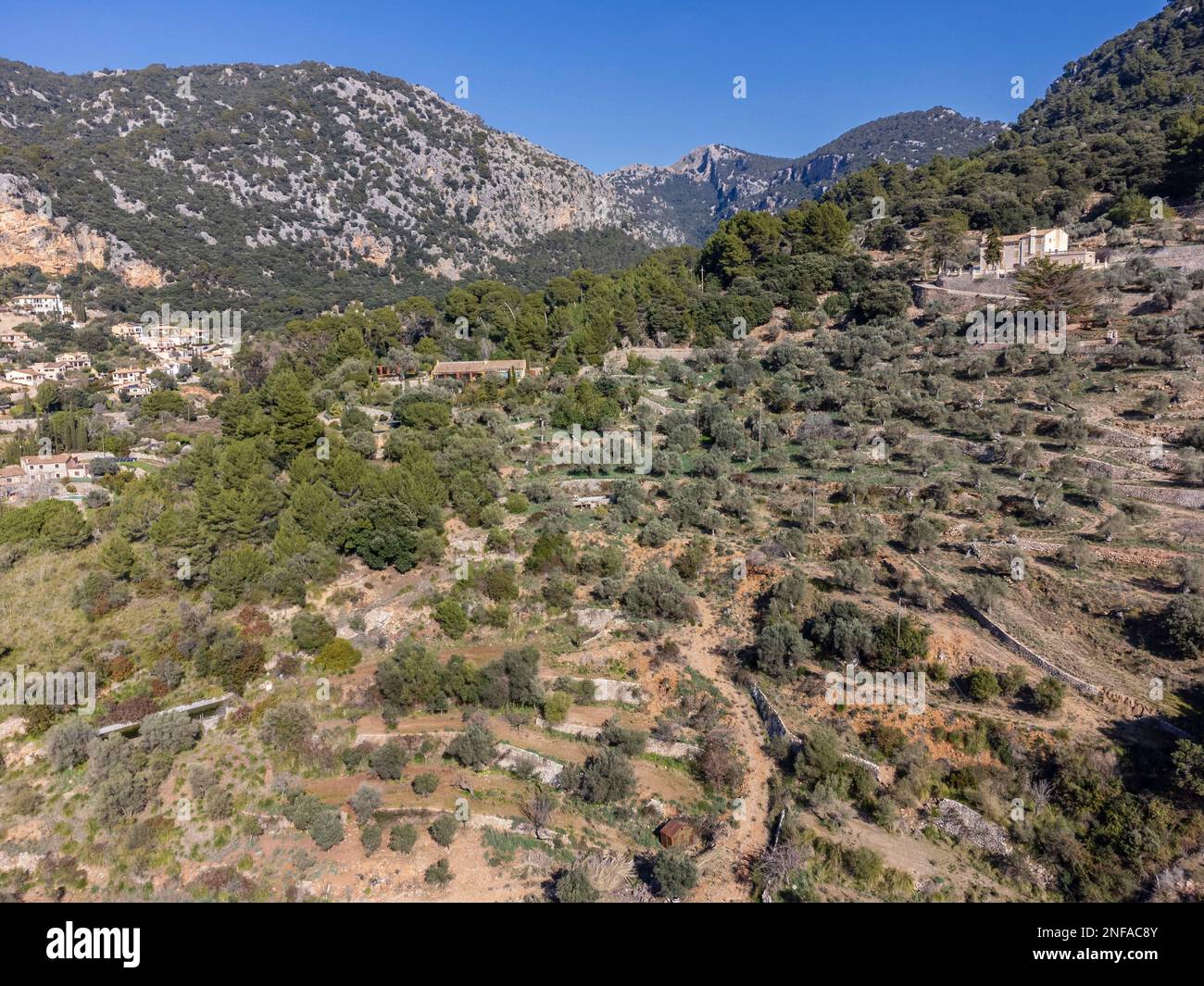 Son Brondo olive grove, typical Mallorcan variety, Valldemossa, Majorca ...