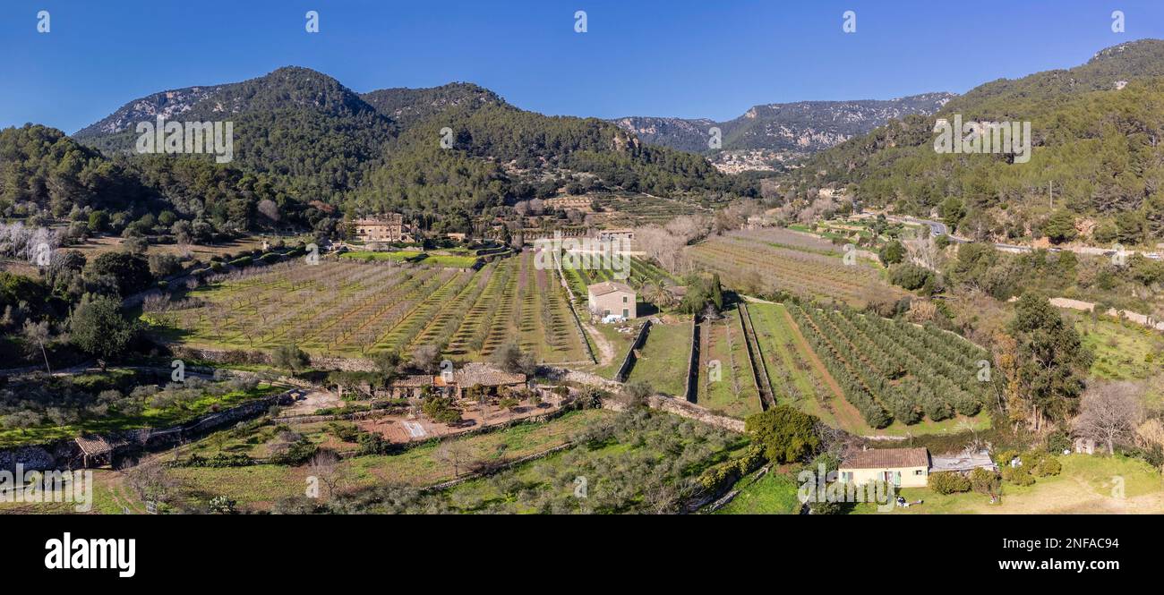 Son Brondo olive grove, typical Mallorcan variety, Valldemossa, Majorca ...