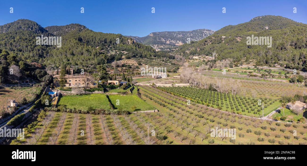 Son Brondo olive grove, typical Mallorcan variety, Valldemossa, Majorca ...
