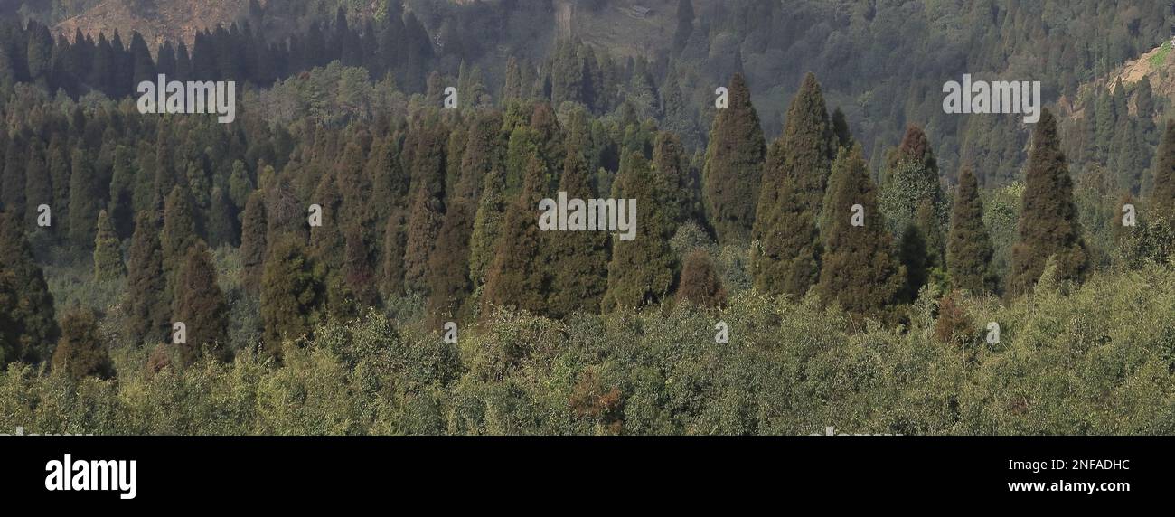 wilderness of senchal wildlife sanctuary, located on the himalayan ...