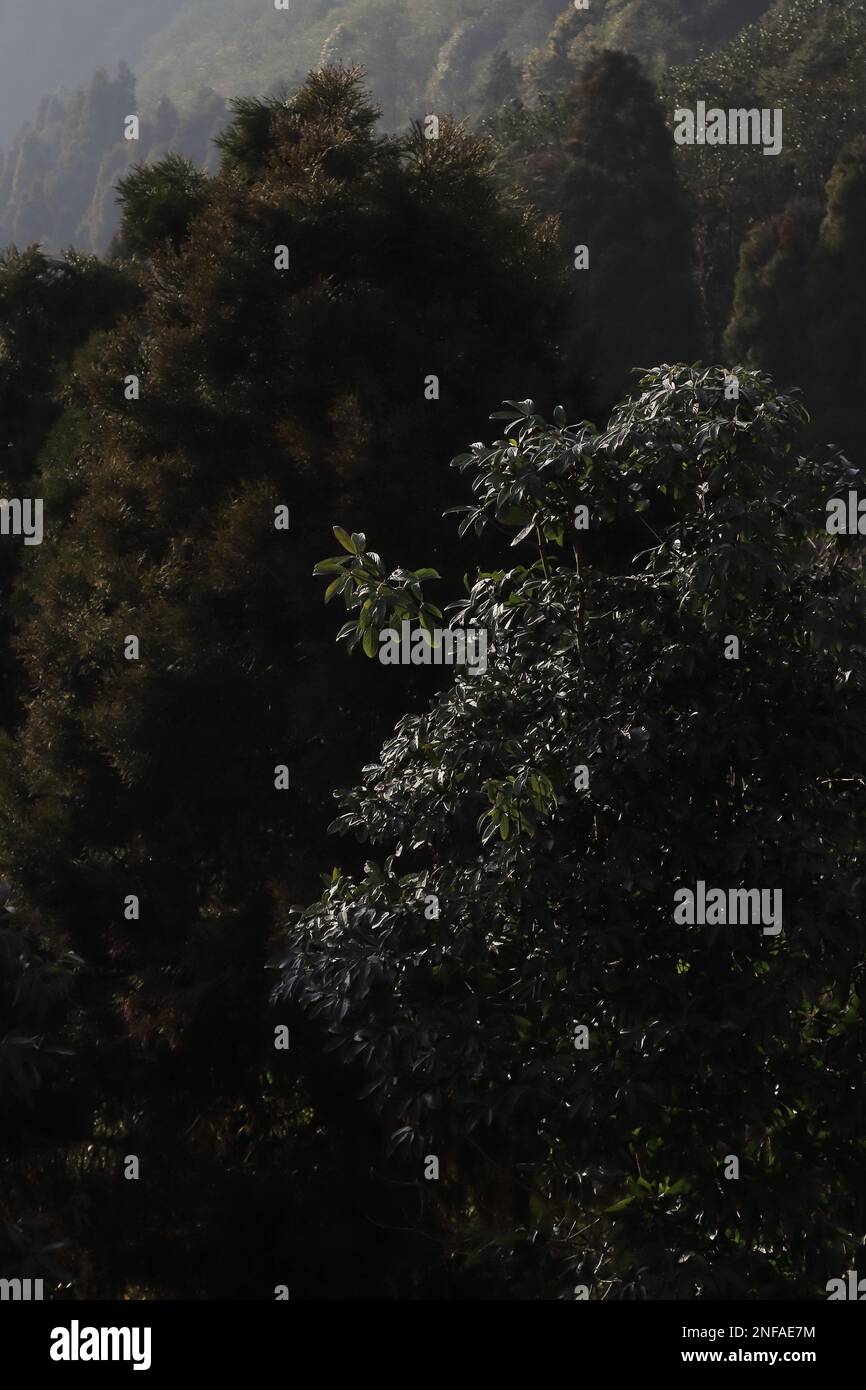 wilderness of senchal wildlife sanctuary, located on the himalayan ...