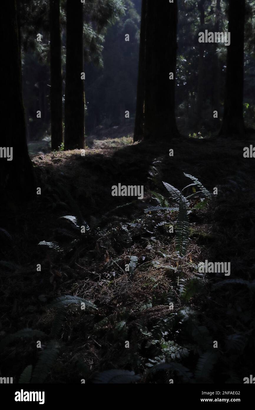 wilderness of senchal wildlife sanctuary, located on the himalayan ...