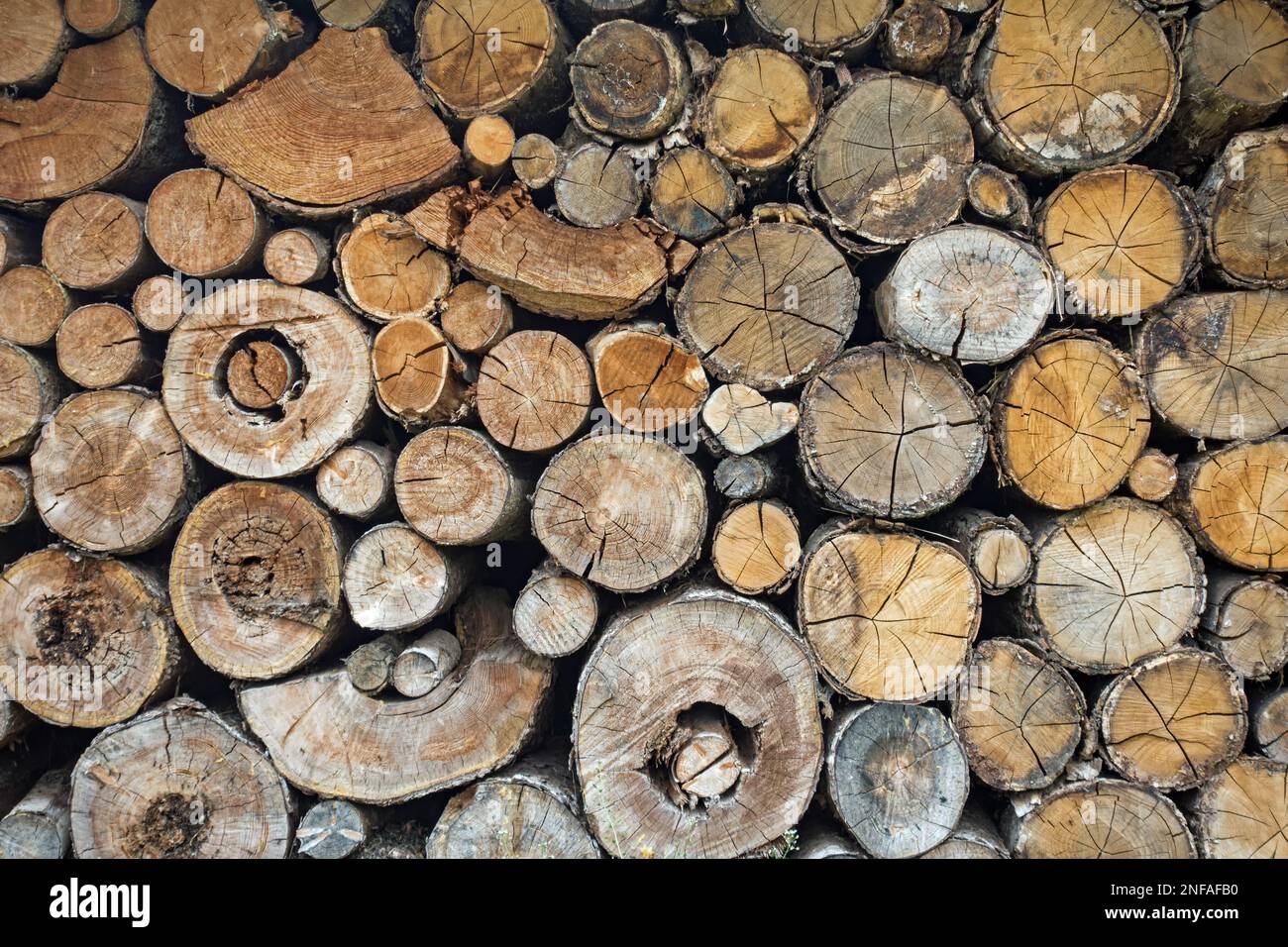Cut surfaces of many tree trunks layered into a pile as background ...