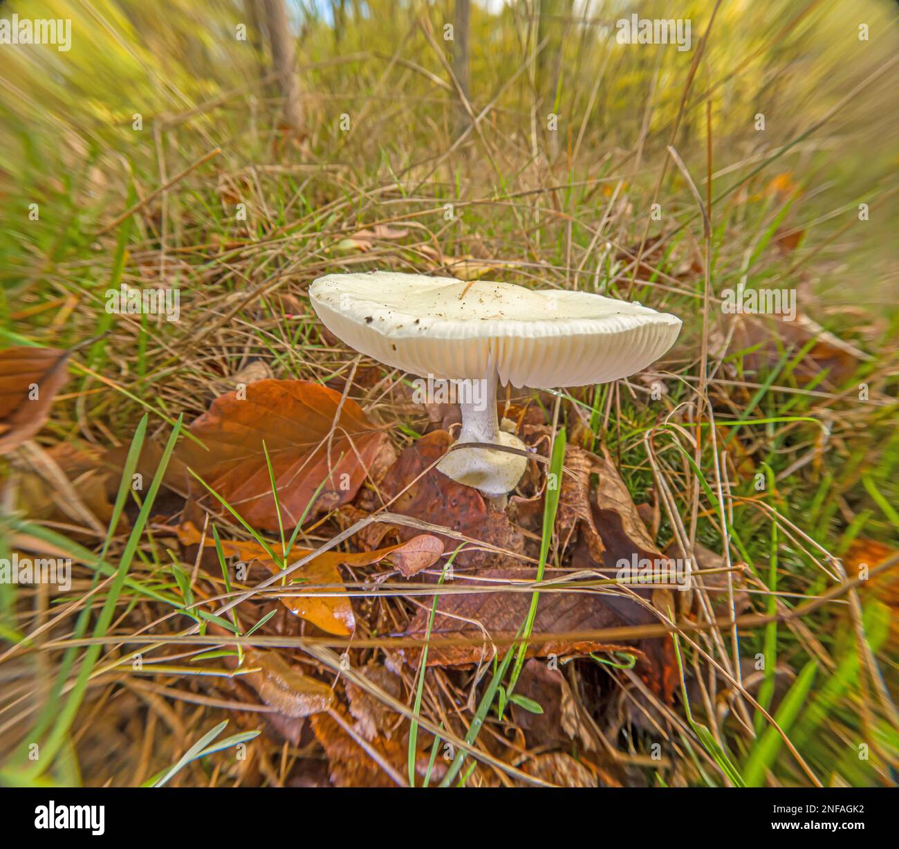 Close up of a highly poisonous death cap mushroom during the day in a ...