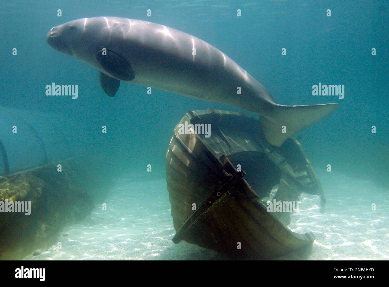 A dugong swims in the new Mermaid Lagoon display at the Sydney Aquarium ...