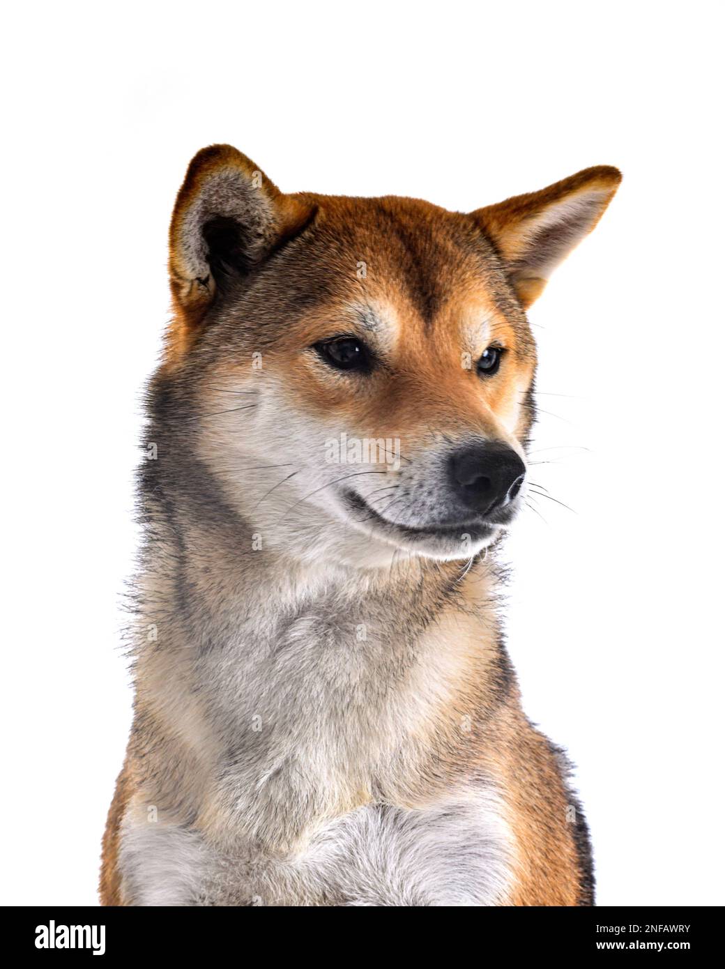 shiba inu in front of white background Stock Photo - Alamy