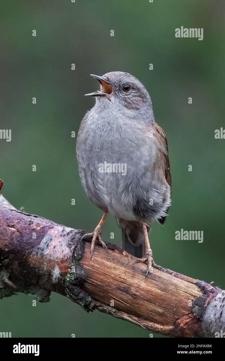 Dunnock garden bird hi-res stock photography and images - Alamy
