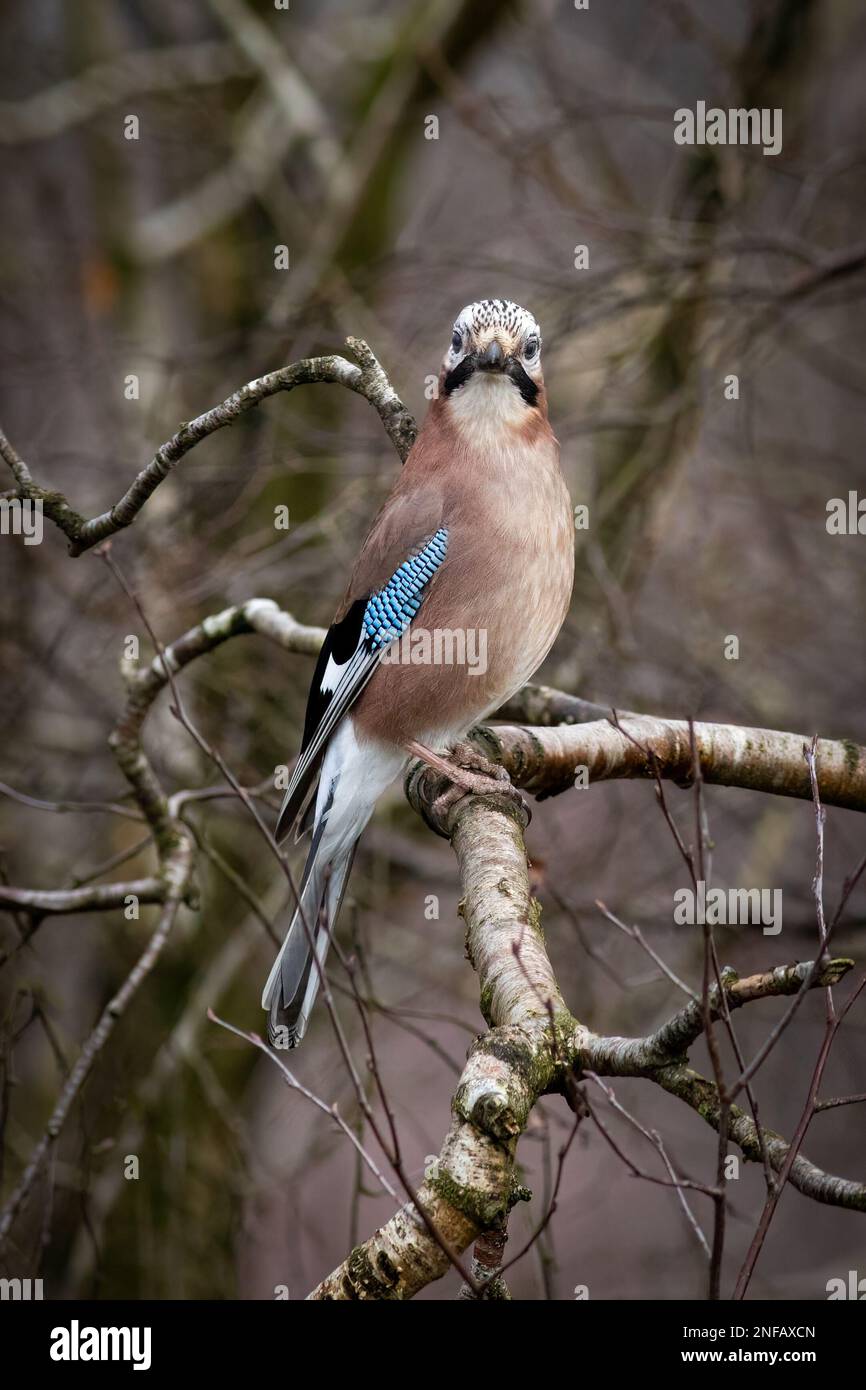 Eurasian jay, Garrulus glandarius, they are the most colourful members ...