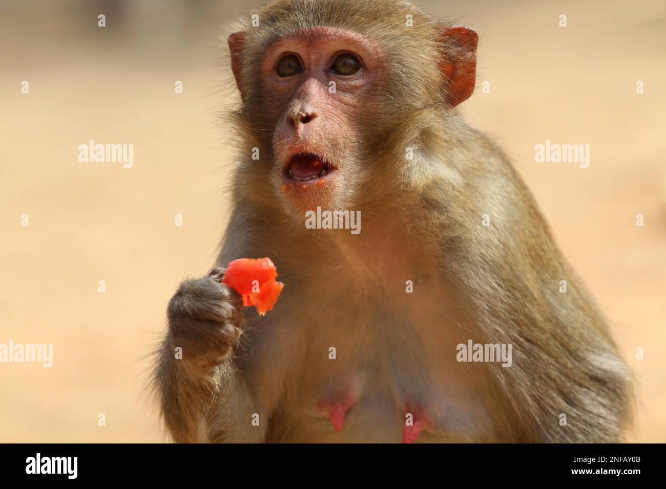 Macaques eat fruits in Lingshui Li Autonomous County, southernmost ...