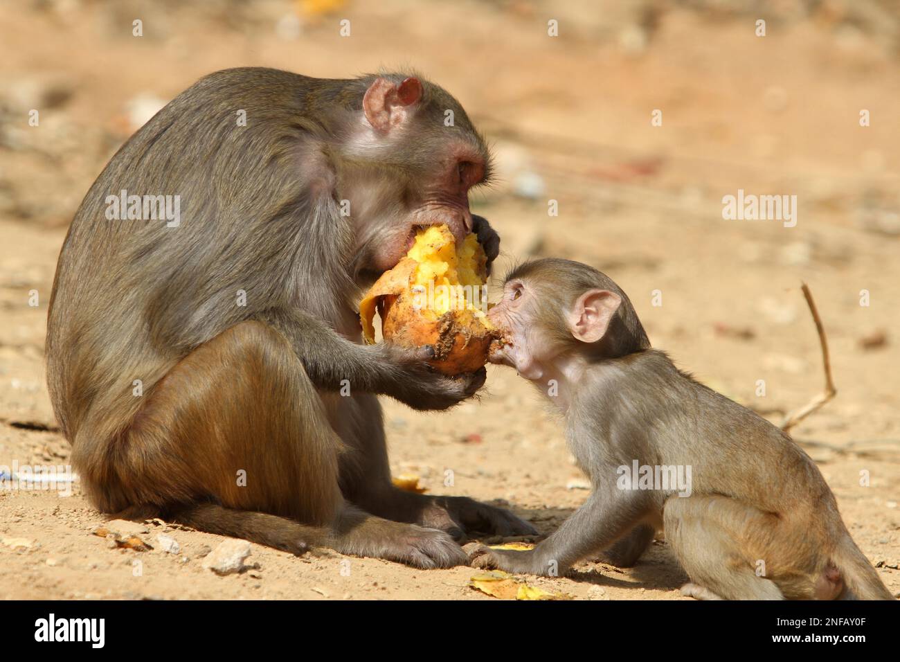Macaques eat fruits in Lingshui Li Autonomous County, southernmost ...