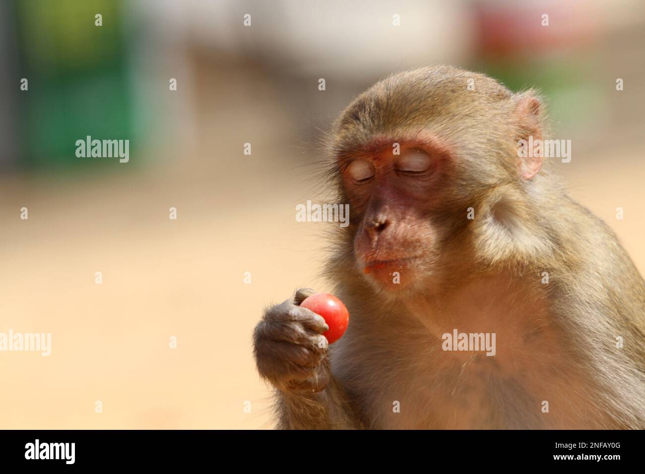 Macaques eat fruits in Lingshui Li Autonomous County, southernmost ...