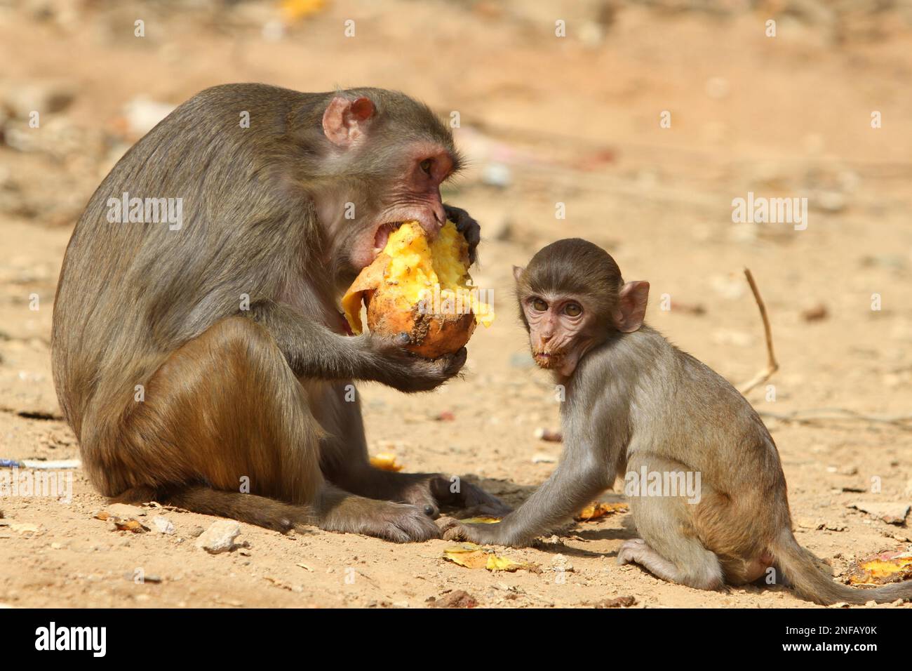 Macaques eat fruits in Lingshui Li Autonomous County, southernmost ...